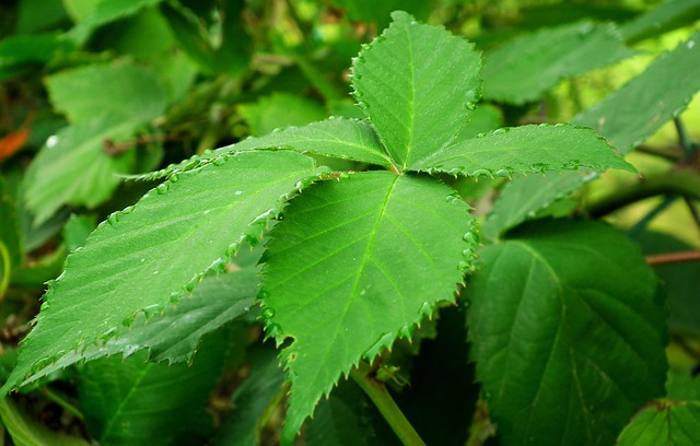 Feuilles Plantes Botanique - Photo gratuite sur Pixabay - Pixabay