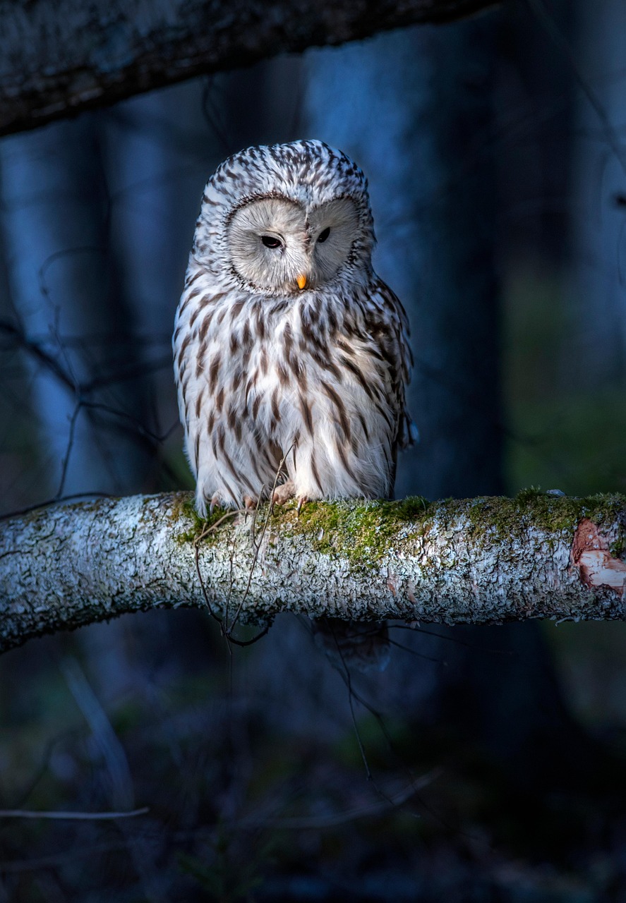 Chouette De L'Oural Oiseau Séance - Photo gratuite sur Pixabay - Pixabay