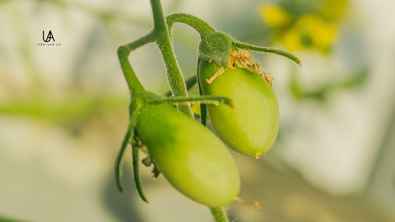Tomate Verte Fruit De Plant - Photo gratuite sur Pixabay - Pixabay