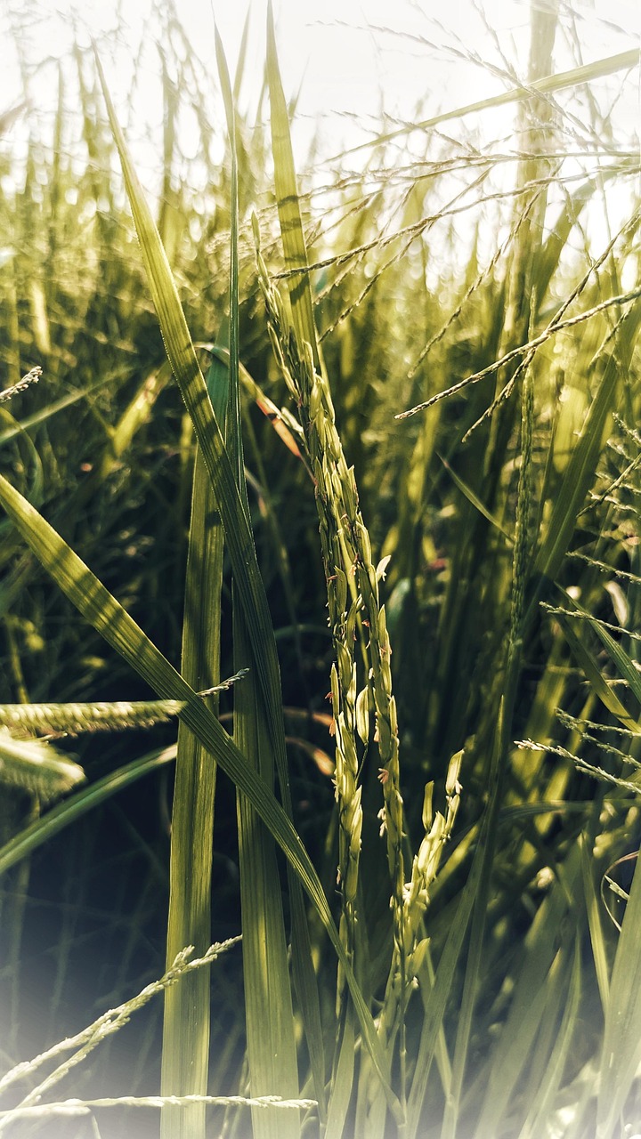 Rumput Hijau Di Luar Rumah - Foto gratis di Pixabay