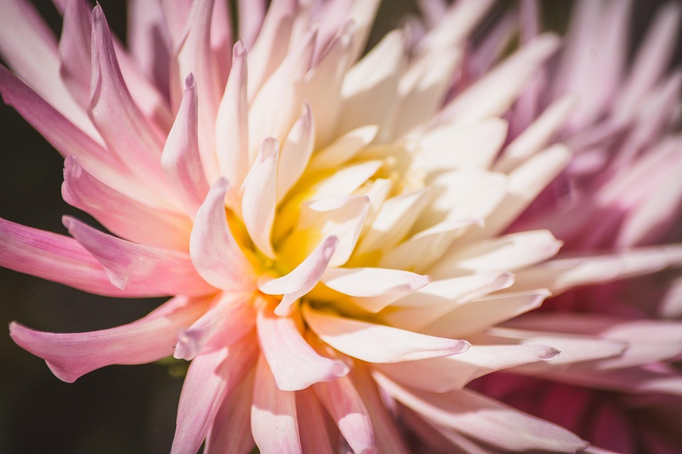 Dahlia Bunga Merah Muda - Foto gratis di Pixabay - Pixabay
