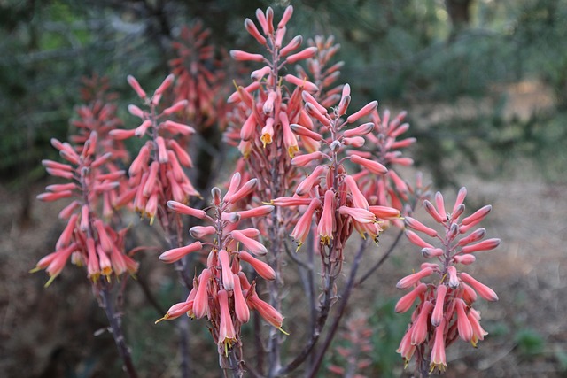 Aloe Vera Flowers Plant - Free photo on Pixabay