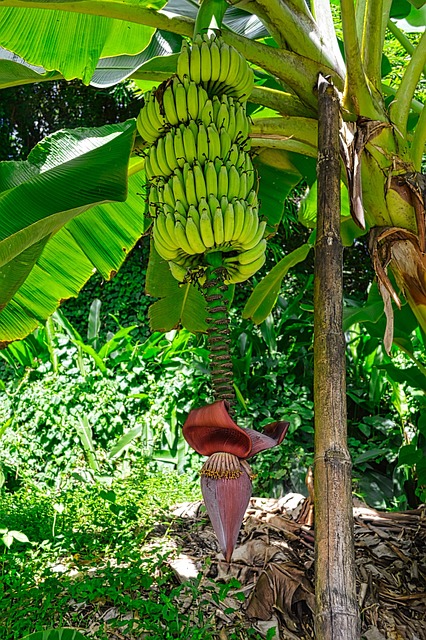 Pisang Buah-Buahan Tanaman Bunga - Foto gratis di Pixabay - Pixabay