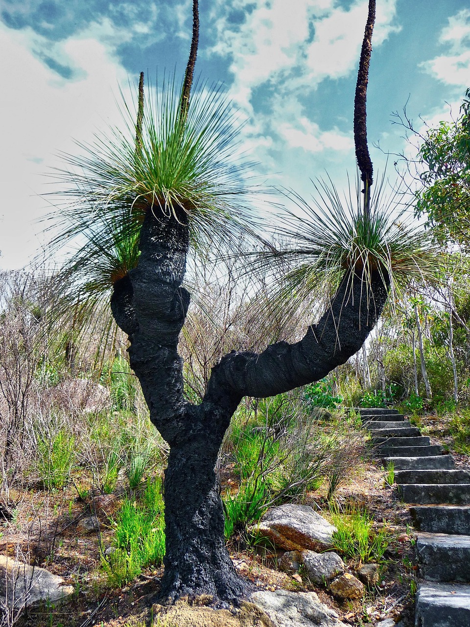 Grass Tree Australia Plant - Free photo on Pixabay - Pixabay