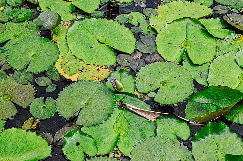 Kolam Alam Teratai - Foto gratis di Pixabay - Pixabay