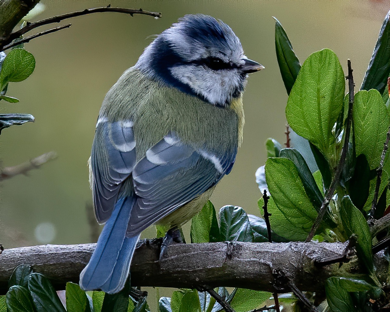 Blue Tit Bird Perched - Free photo on Pixabay