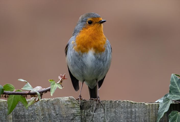 2,000+ Free Robin Bird & Robin Images