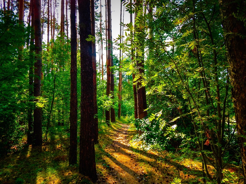 Forêt Piste Nature Des - Photo gratuite sur Pixabay - Pixabay