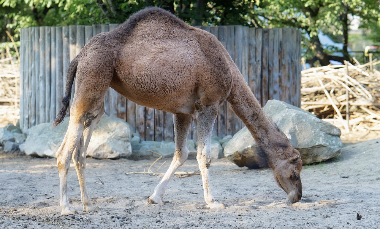 Animal Camello Mamífero - Foto gratis en Pixabay - Pixabay