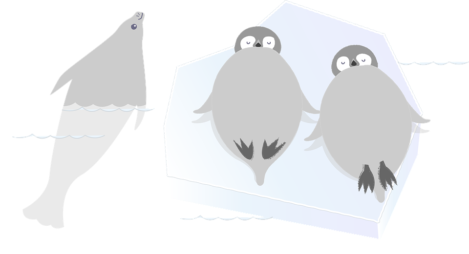 Download Bird, Penguin, Seal. Royalty-Free Vector Graphic - Pixabay