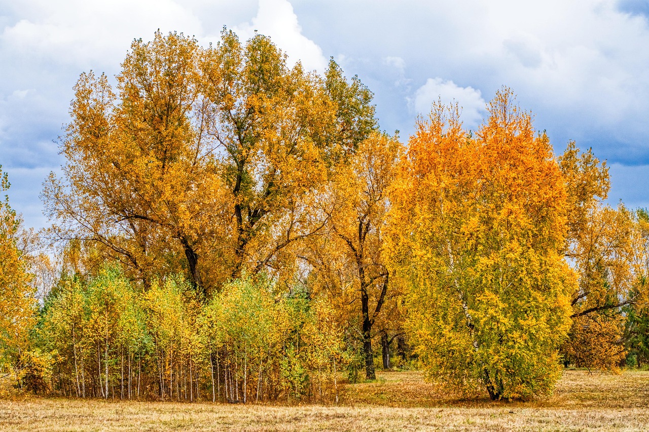 Forest Trees Fall - Free photo on Pixabay