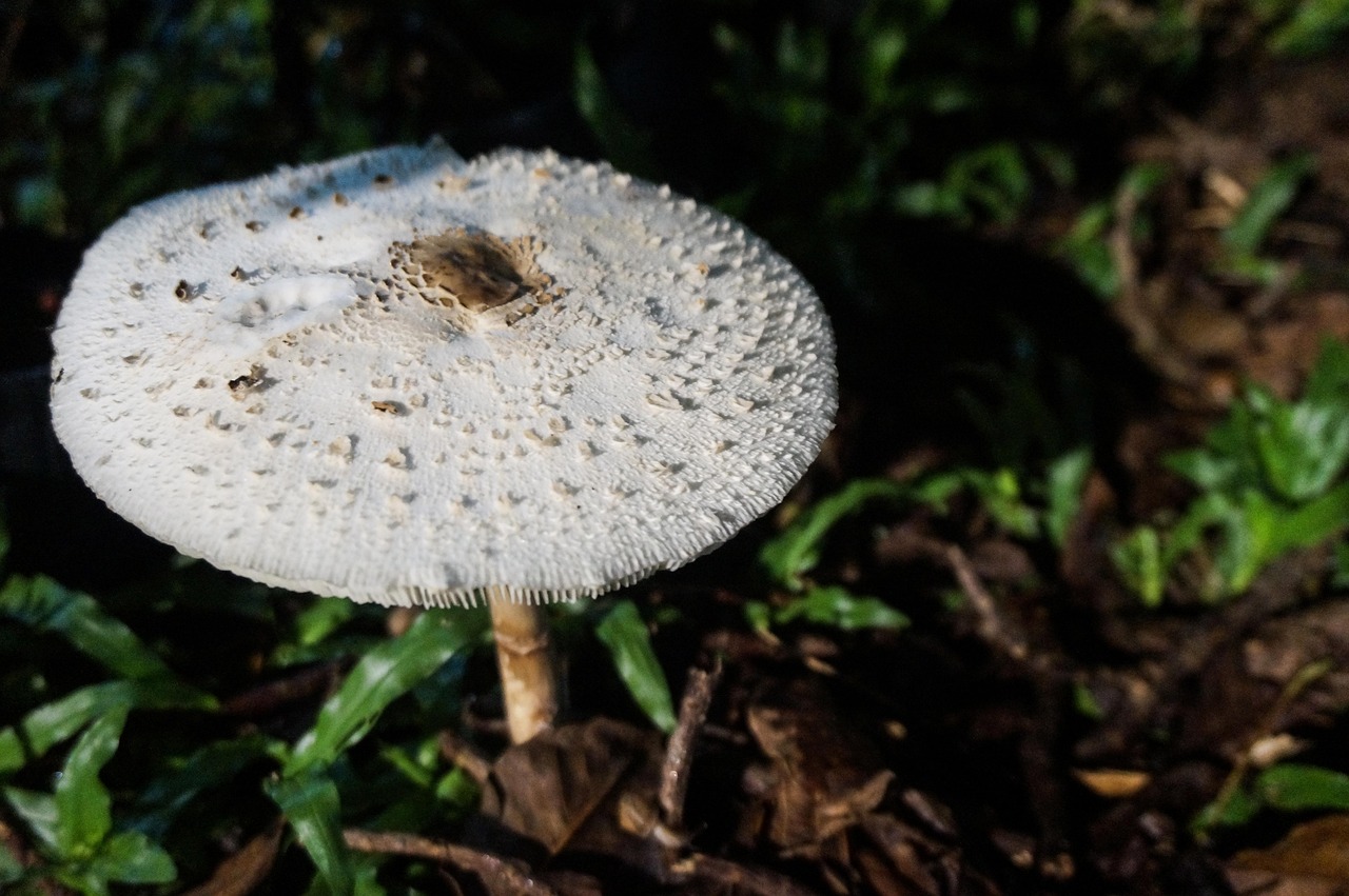 Jamur Kulat Alam - Foto gratis di Pixabay - Pixabay