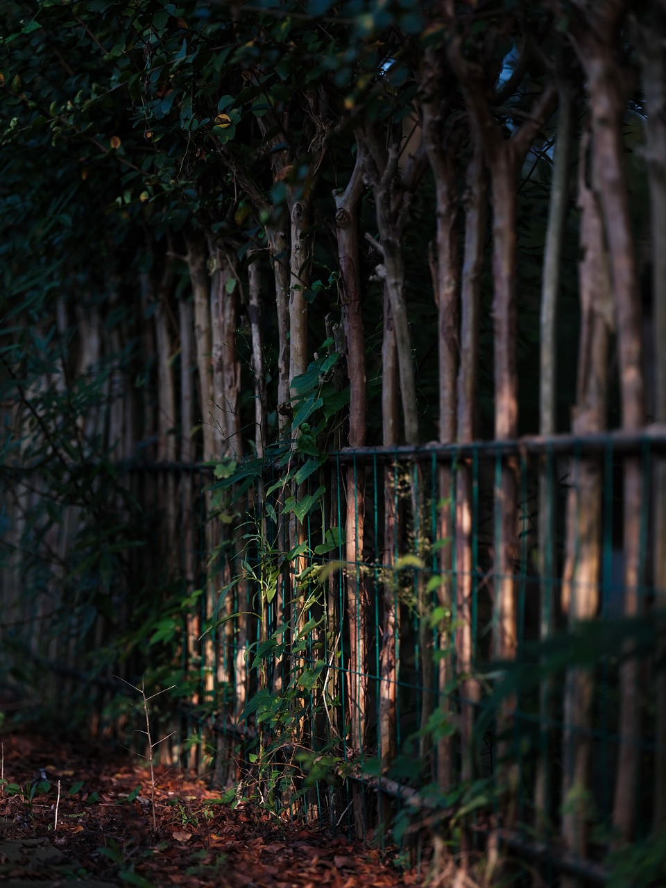 200+ Free Fenced Yard & Fence Images - Pixabay