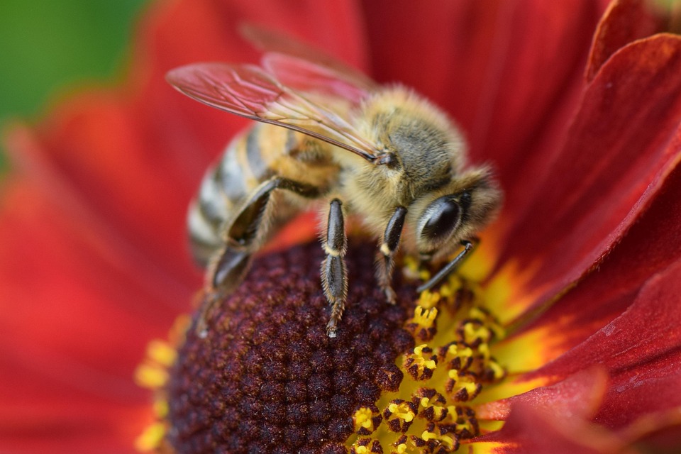 Insect Bee Pollination - Free photo on Pixabay - Pixabay