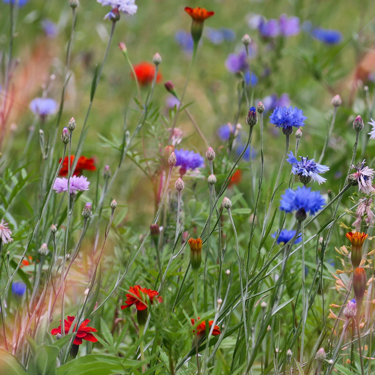 Bunga-Bunga Padang Rumput Alam - Foto gratis di Pixabay - Pixabay