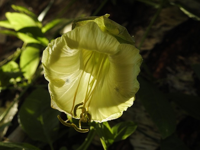 Bunga Lonceng Kuning - Foto gratis di Pixabay - Pixabay