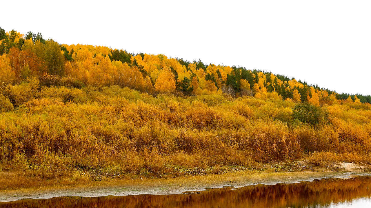 Forest Autumn Nature - Free image on Pixabay