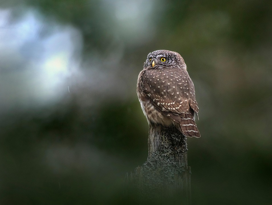 Eurasian Pygmy Owl Bird - Free photo on Pixabay - Pixabay