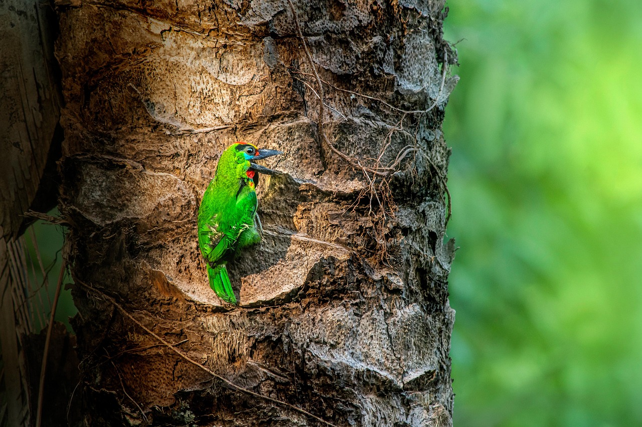 100+ Free Barbet & Bird Images - Pixabay