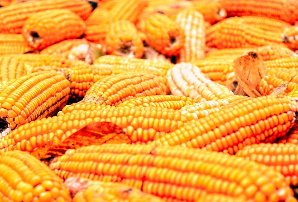 Corn Corncobs Food - Free photo on Pixabay
