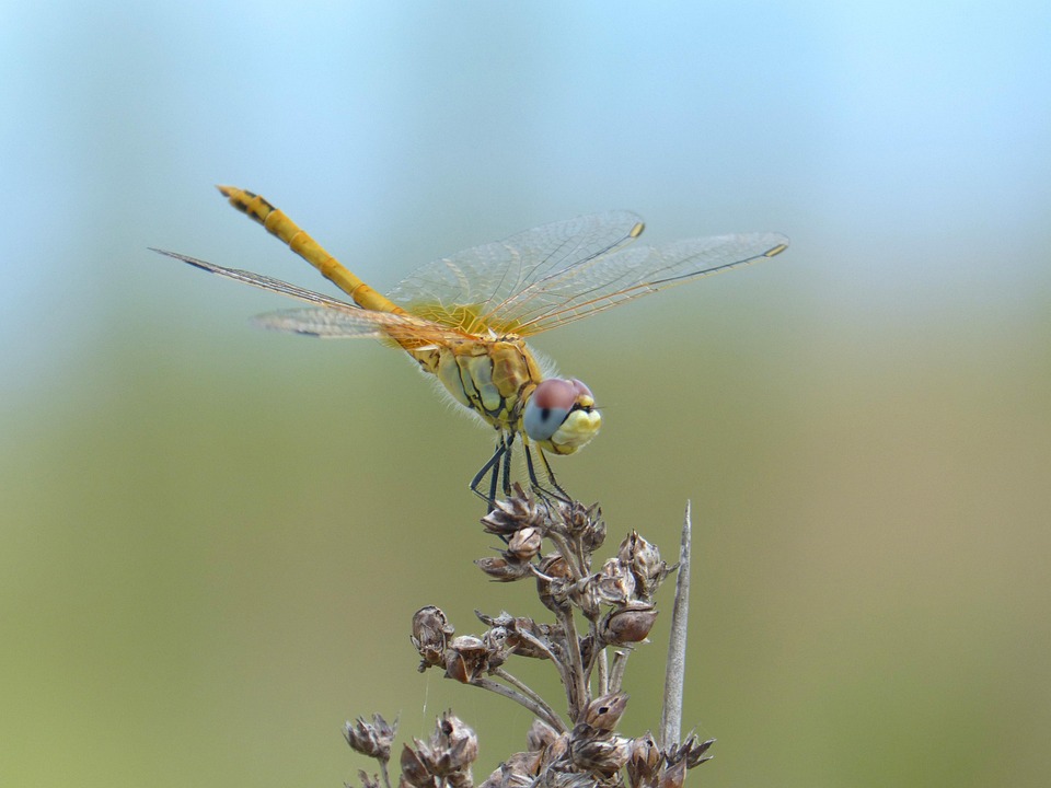 Insecte Libellule Entomologie - Photo gratuite sur Pixabay - Pixabay