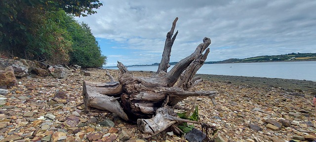 Root Beach Sea - Free photo on Pixabay - Pixabay