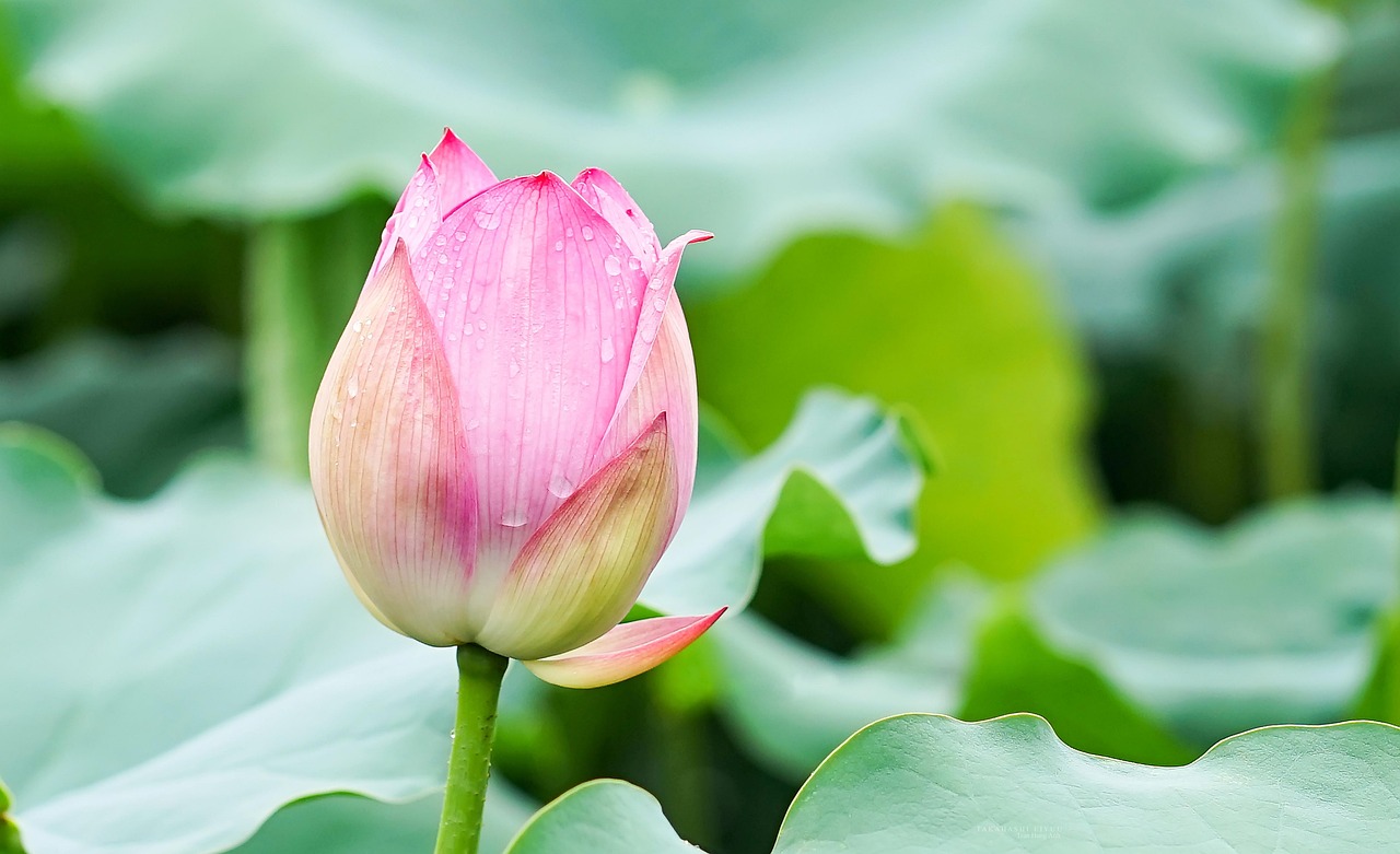Květ Lotus Bloom - Fotografie zdarma na Pixabay - Pixabay
