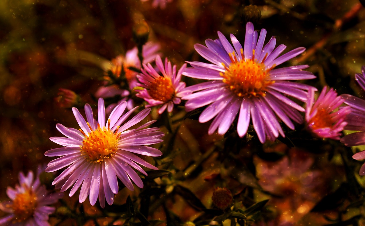 Flowers Marcinki Blooming - Free photo on Pixabay - Pixabay