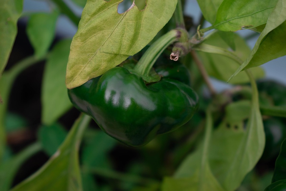 Green Pepper Food Vegetables - Free photo on Pixabay - Pixabay