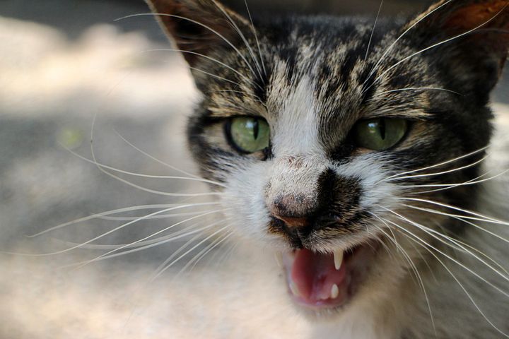 1,000+ Free Stray & Cat Images