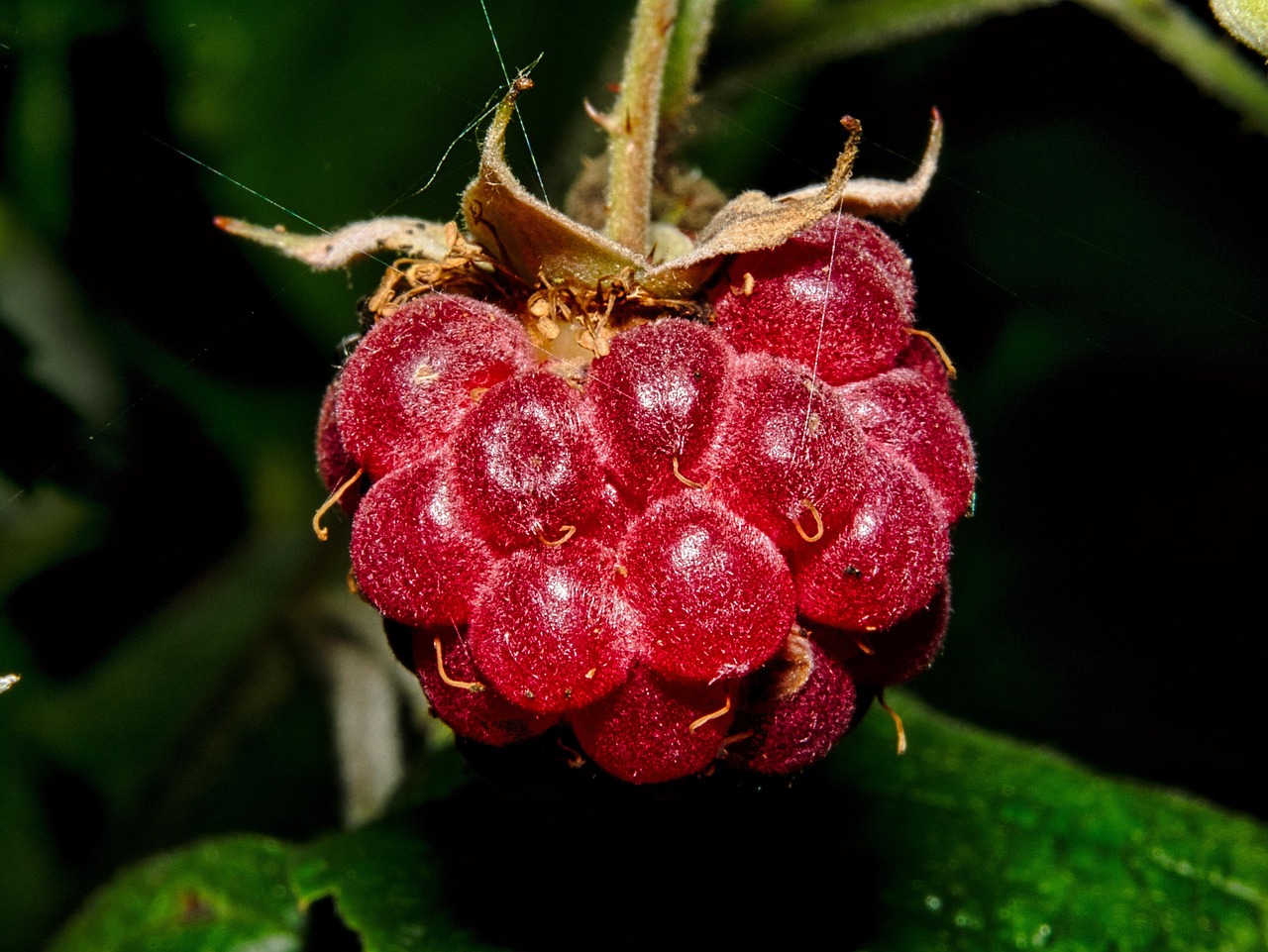 Framboise Fermer La Nature Fruits - Photo gratuite sur Pixabay - Pixabay