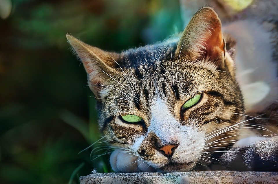 Cat Tigré Animal De Compagnie - Photo gratuite sur Pixabay - Pixabay