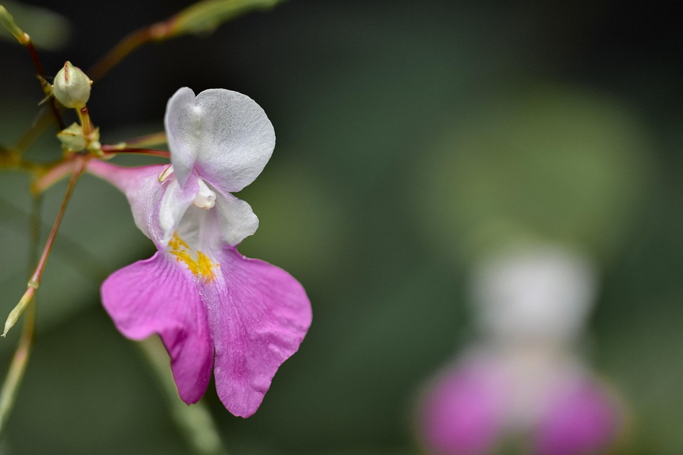 Impatiens Balfourii Fleur Bloom - Photo gratuite sur Pixabay - Pixabay