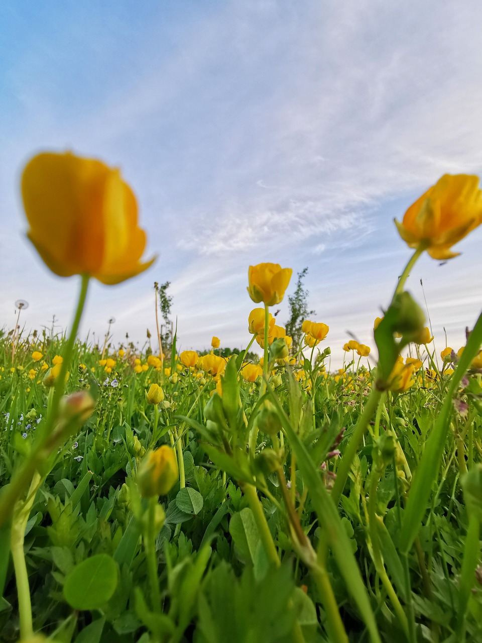 Blühen Blumen Blume - Kostenloses Foto auf Pixabay - Pixabay