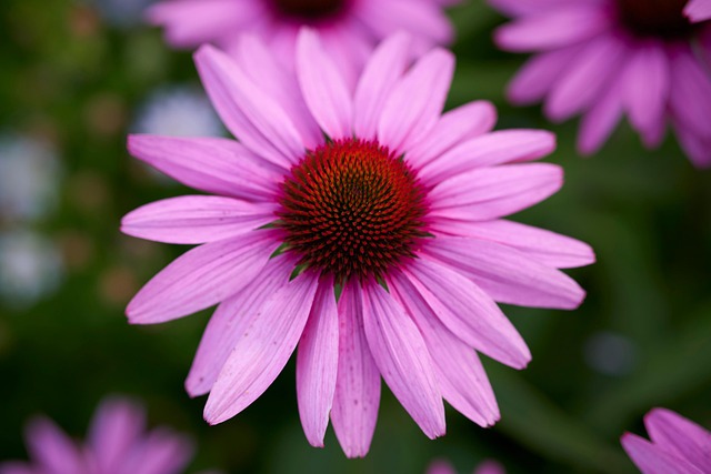 Coneflower Roxo Flor Planta - Foto gratuita no Pixabay - Pixabay