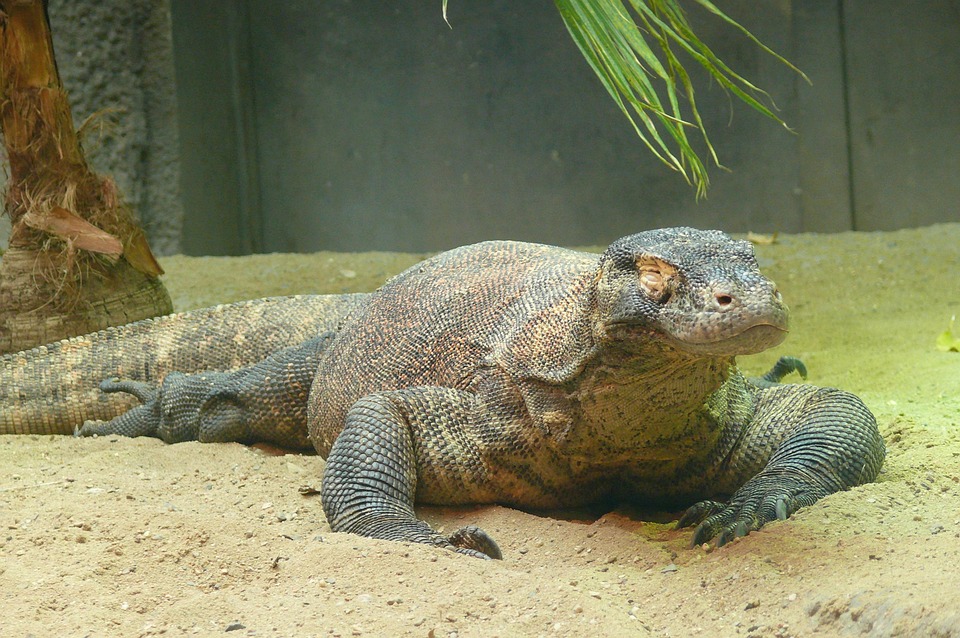 Komodo Dragon Reptile Animal - Free photo on Pixabay