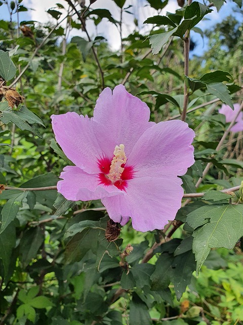Fleur Rose De Sharon Jolies - Photo gratuite sur Pixabay - Pixabay
