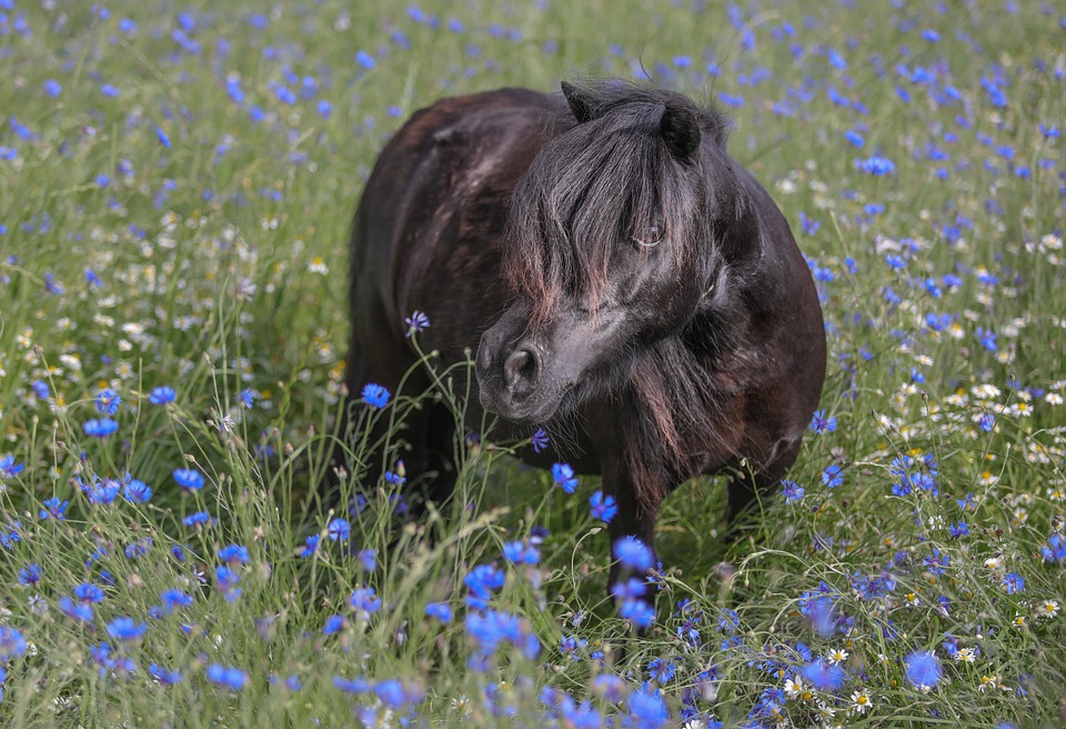 Pony Animal Equestrian - Free photo on Pixabay - Pixabay
