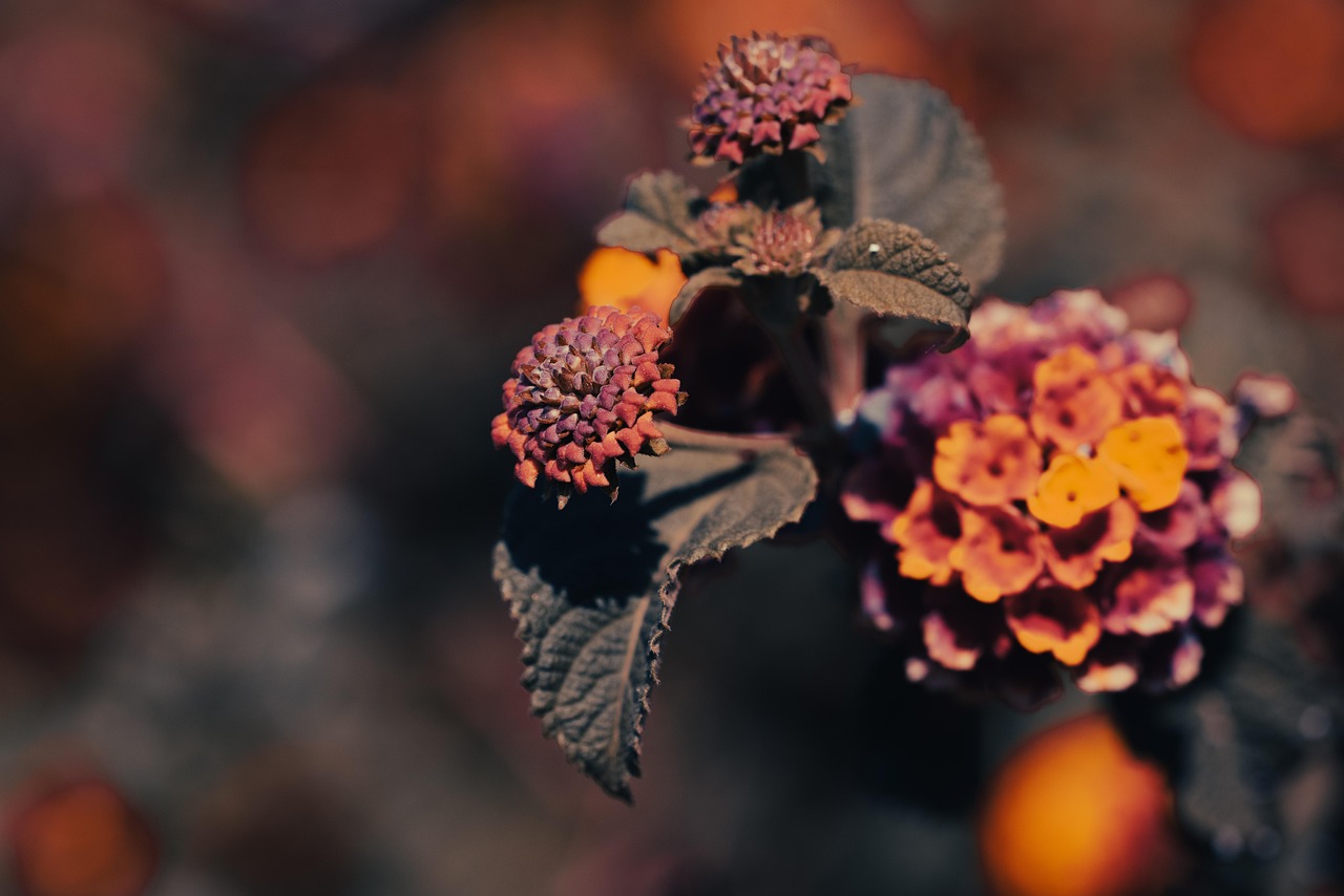 400+ Free Lantana & Garden Photos - Pixabay