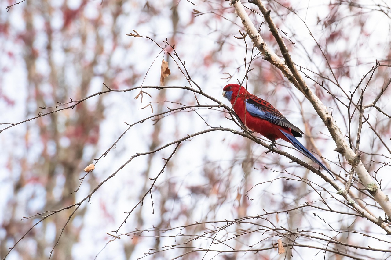 Perruche De Pennant Rosella - Photo gratuite sur Pixabay - Pixabay