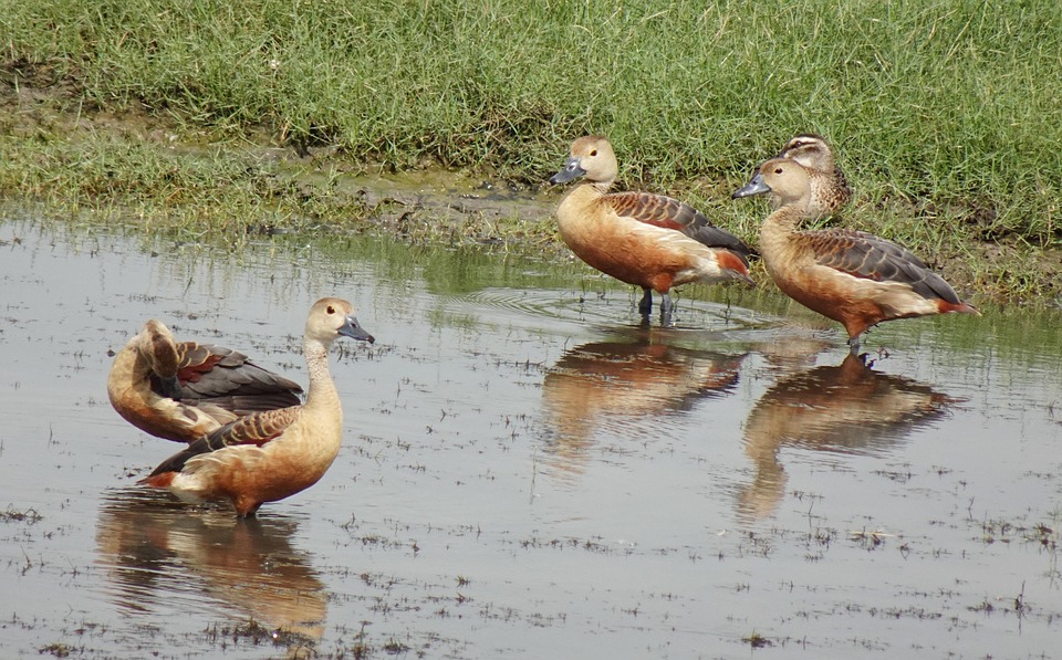 Ducks Birds Waterfowls - Free photo on Pixabay - Pixabay