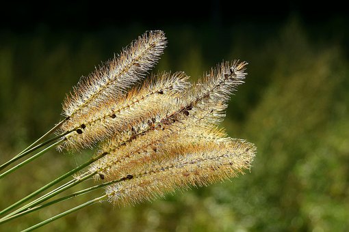 100+ Free Spikelet & Nature Images