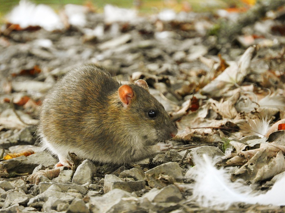 Rat Rongeur Animal - Photo gratuite sur Pixabay - Pixabay