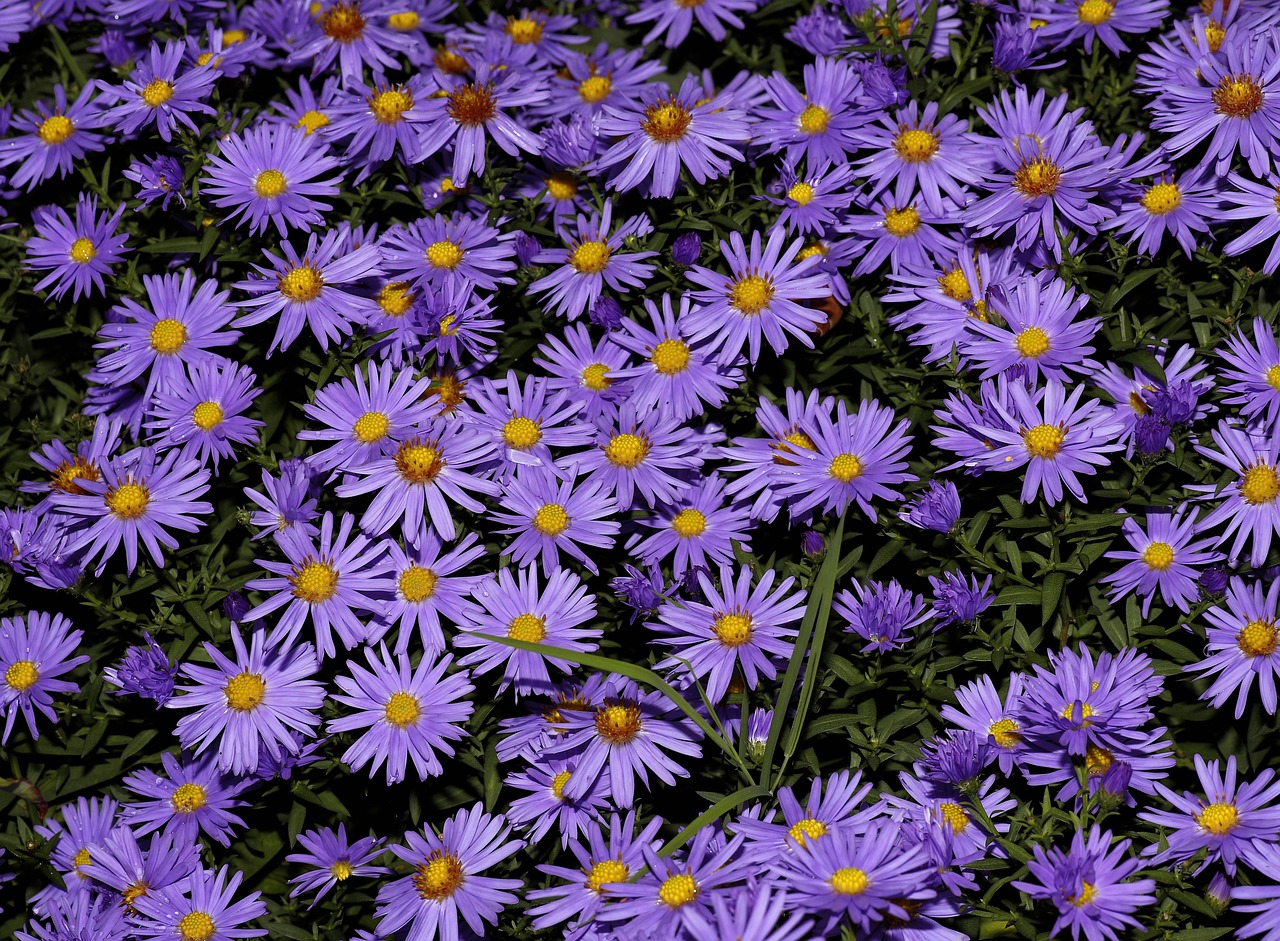 Asters Fleurs Les Plantes - Photo gratuite sur Pixabay