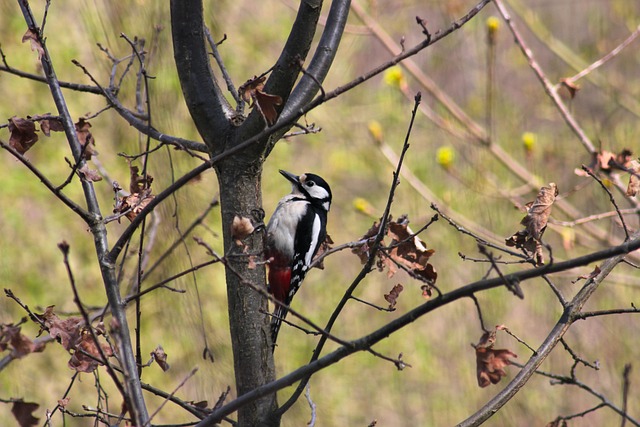 Woodpecker Bird Perched - Free photo on Pixabay
