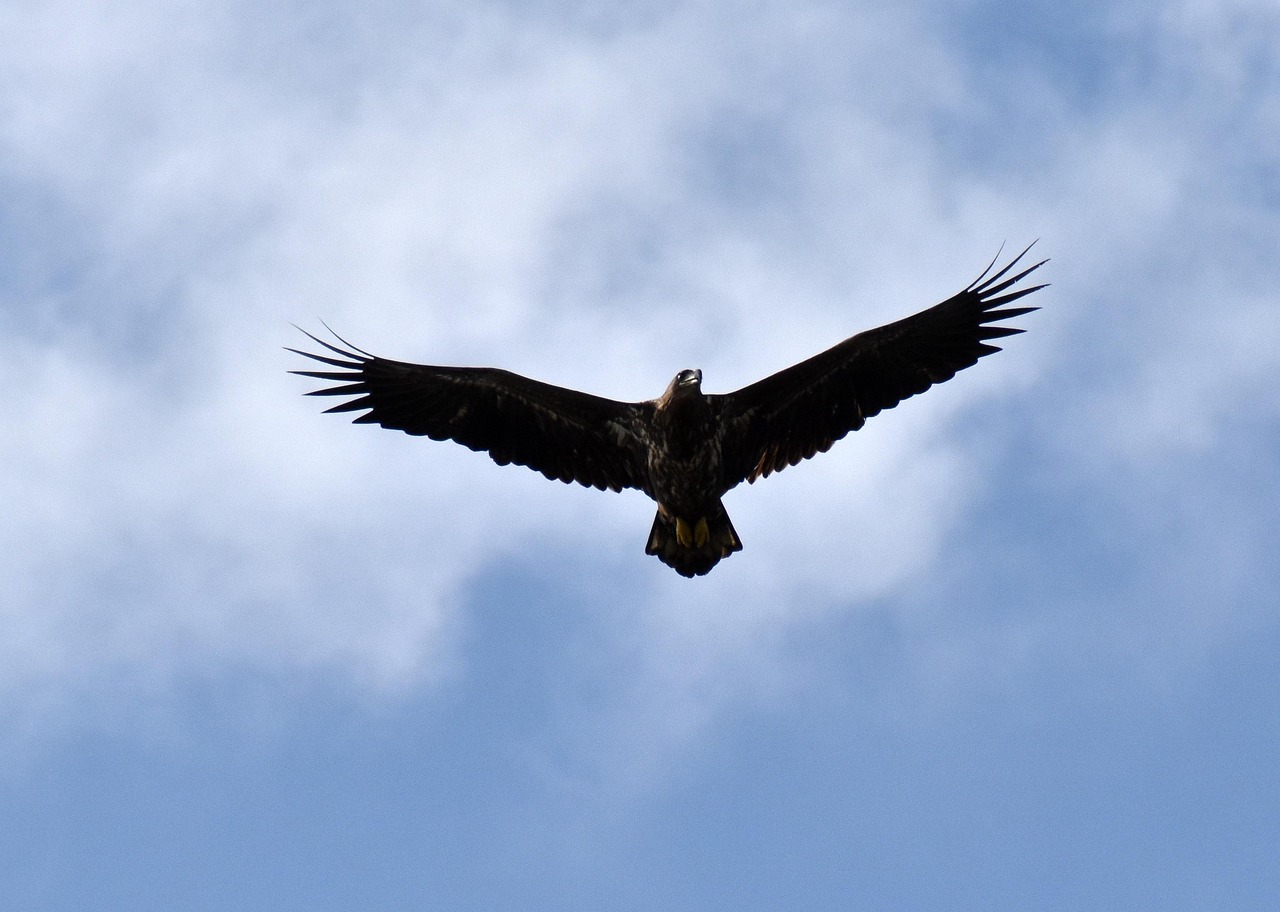 800+ Free Eagle Flying & Eagle Images - Pixabay