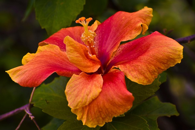 Hibiscus Fleur Jardin - Photo gratuite sur Pixabay - Pixabay