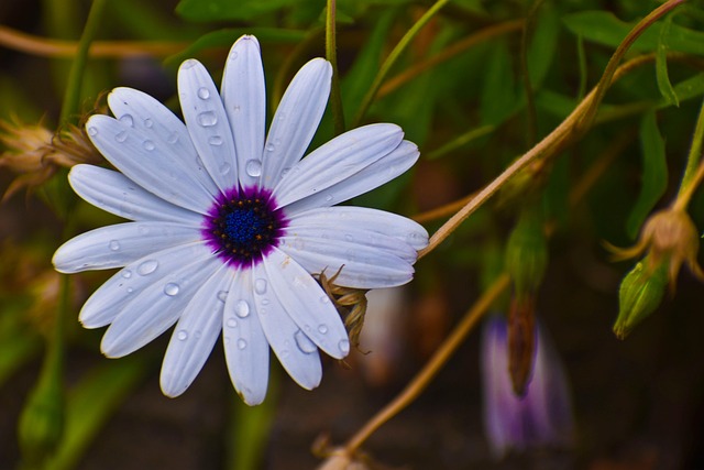 Daisy Afrika Bunga Embun Titik - Foto gratis di Pixabay - Pixabay