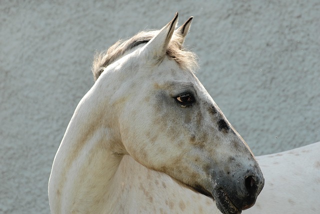 Pferd Tier Equiden - Kostenloses Foto auf Pixabay