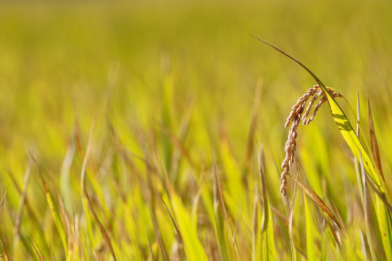 Ch Asian Rice - Free photo on Pixabay